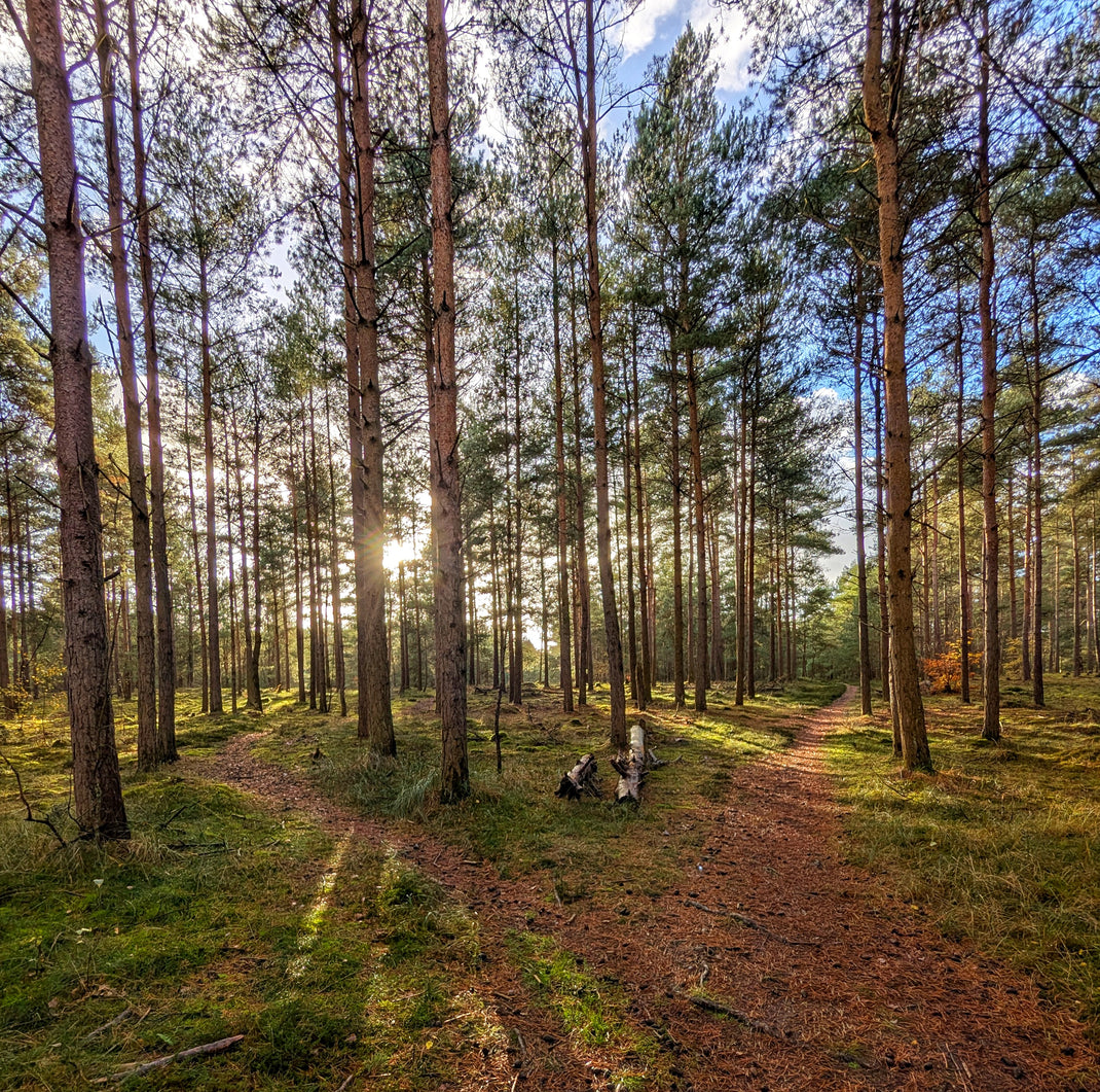 Strengths Exchange - Thetford Forest – Strengths Playground
